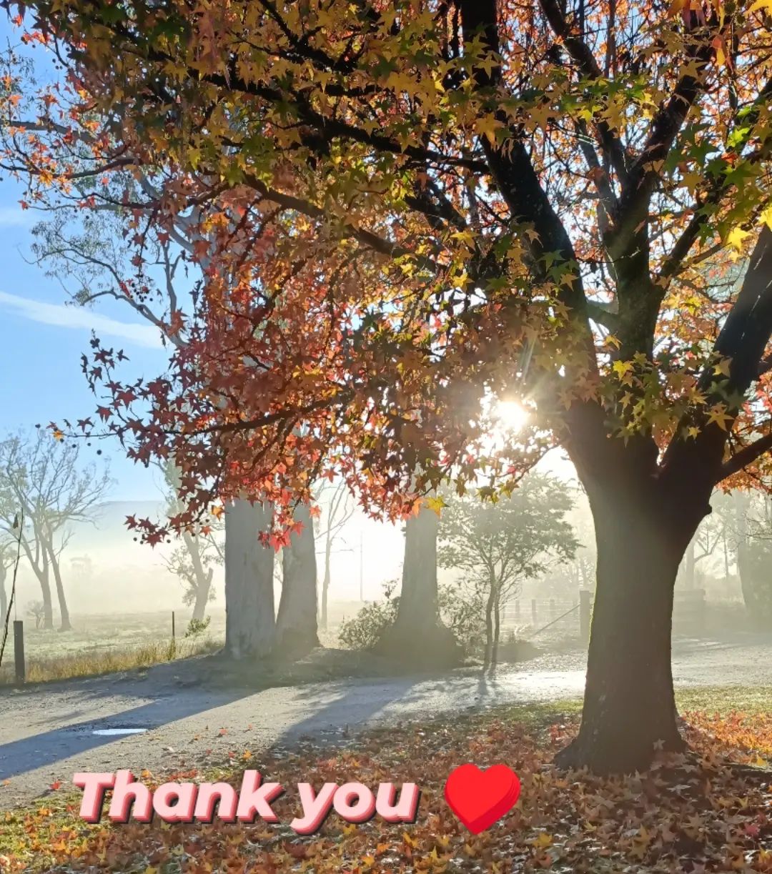 Menu - Megalong Tea Rooms